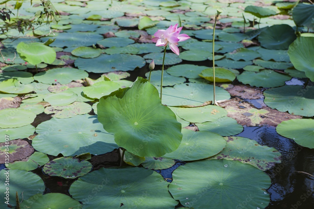 Lotus pond Stock Photo | Adobe Stock
