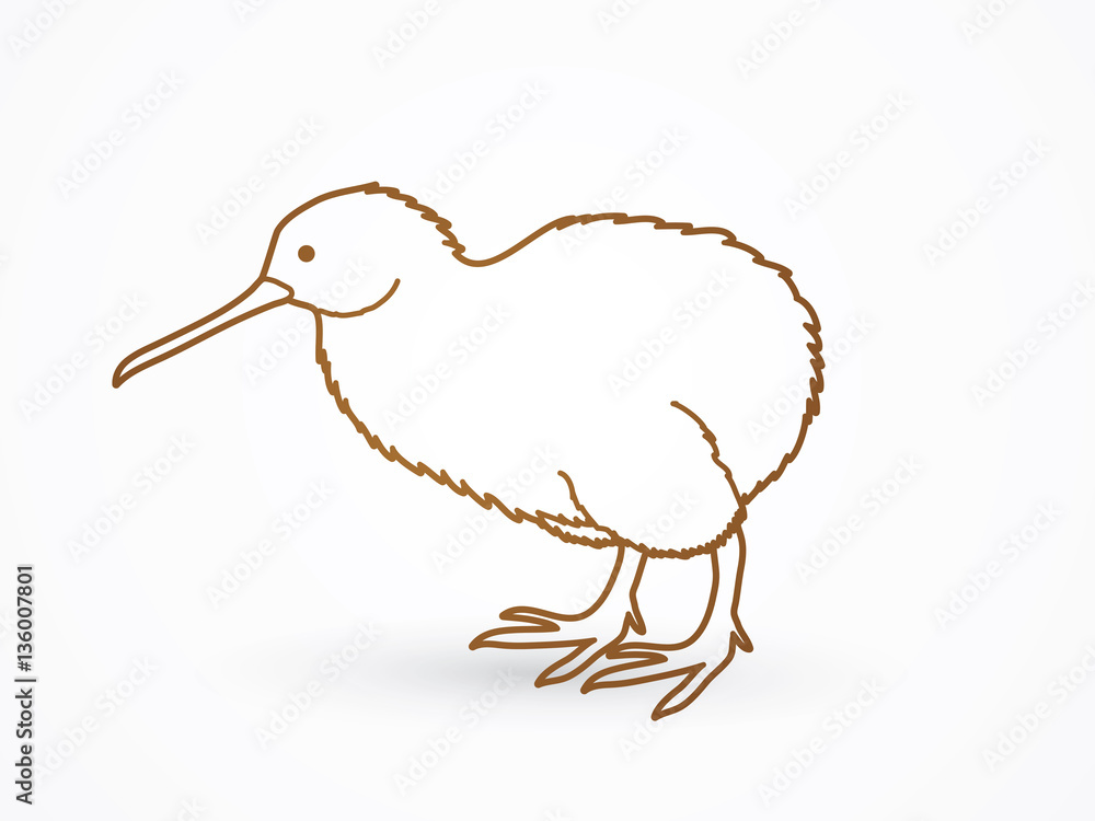 Kiwi bird outline graphic vector. Stock Vector | Adobe Stock