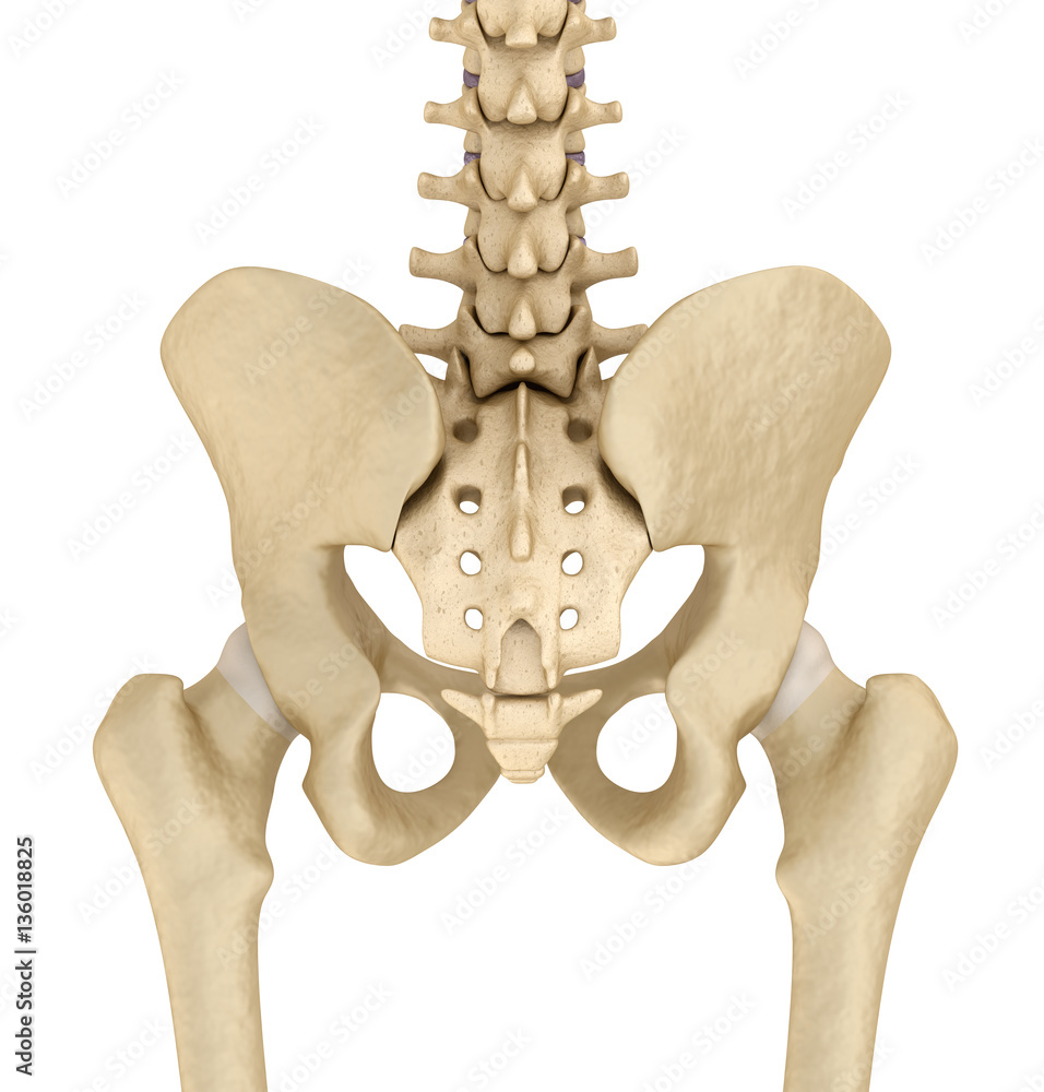 Pelvic area anatomy , backside view, 3d render Stock Illustration ...