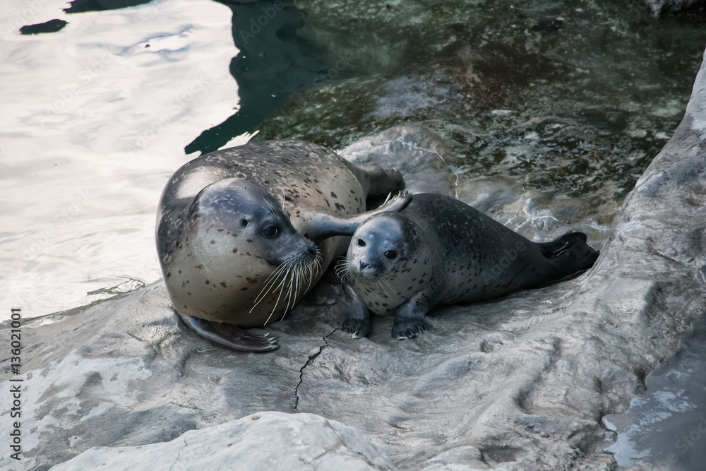 Bébé phoque et sa mère foto de Stock | Adobe Stock