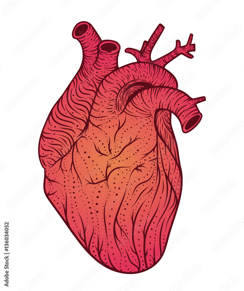 Human heart line art. Vector illustration. Tattoo style Stock Vector ...