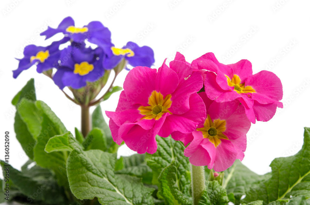 Primeln Stock-Foto | Adobe Stock