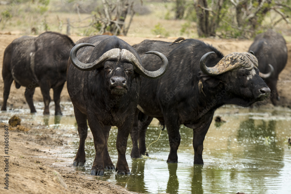 Buffle d'Afrique, Syncerus caffer, Parc national Kruger, Afrique du Sud ...
