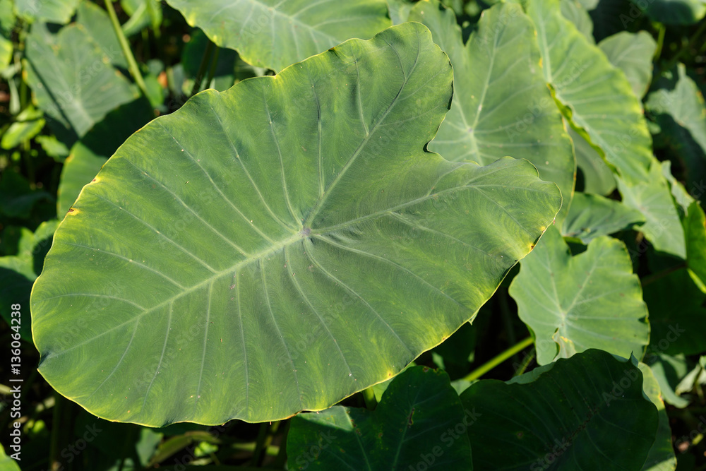 Background leaves, taro leaves Stock Photo | Adobe Stock