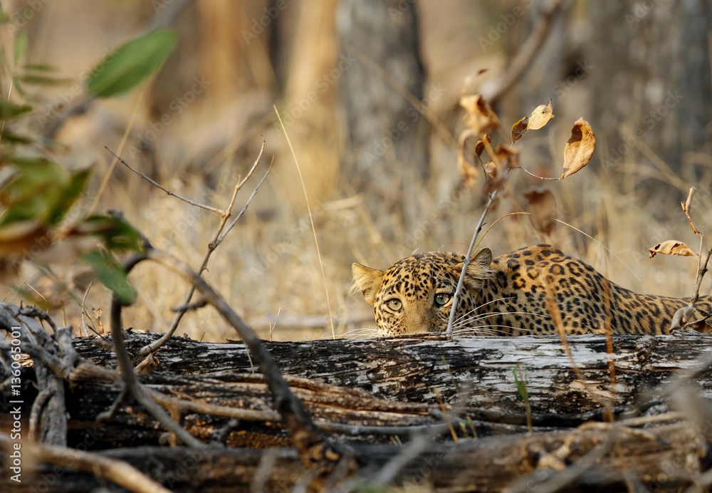 Leopard in Pench National Park Stock Photo | Adobe Stock