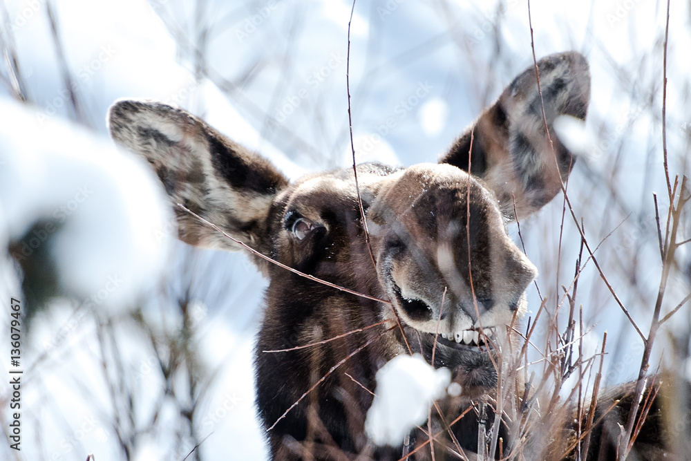 Smiling moose Stock Photo | Adobe Stock