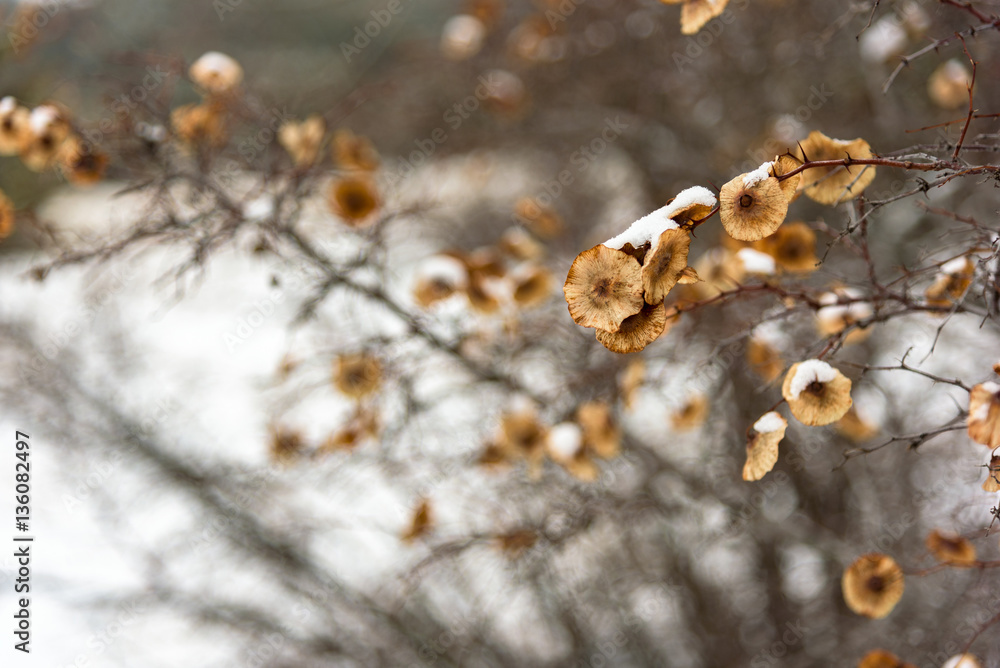 Round seeds of Paliurus spina-christi or Jerusalem thorn on a branch ...
