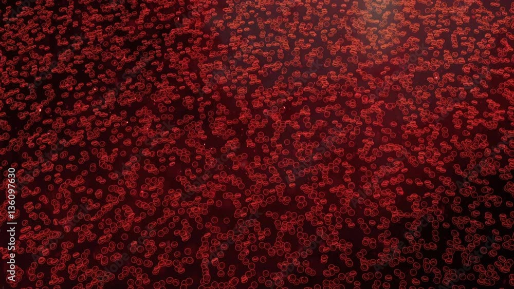 Red blood cells flowing magnified under microscope, high density. Blood ...