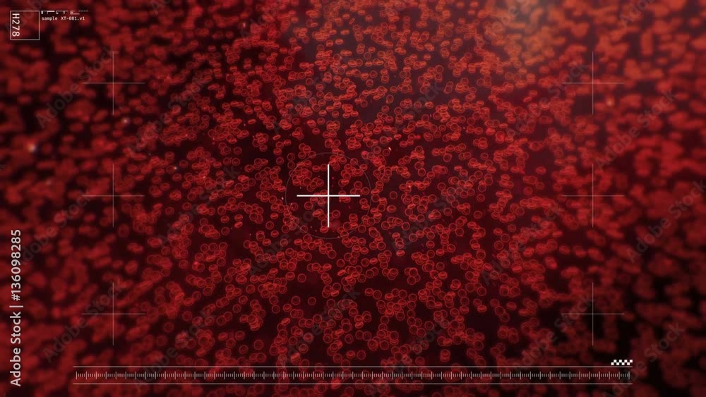 Red blood cells, erythrocytes as seen under microscope, live blood cell ...