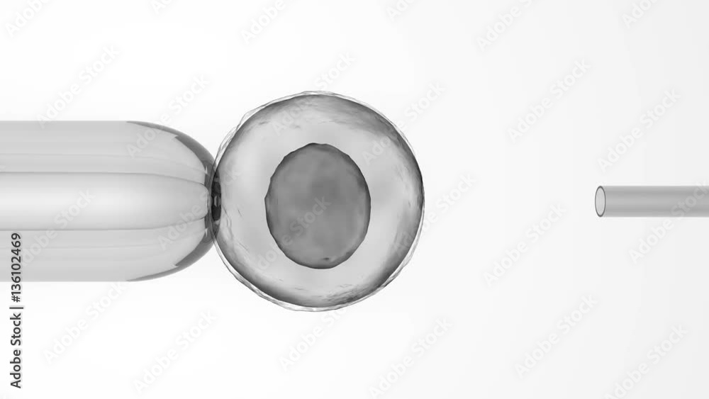 Cell injection macro view, cloning process, DNA material injected into ...