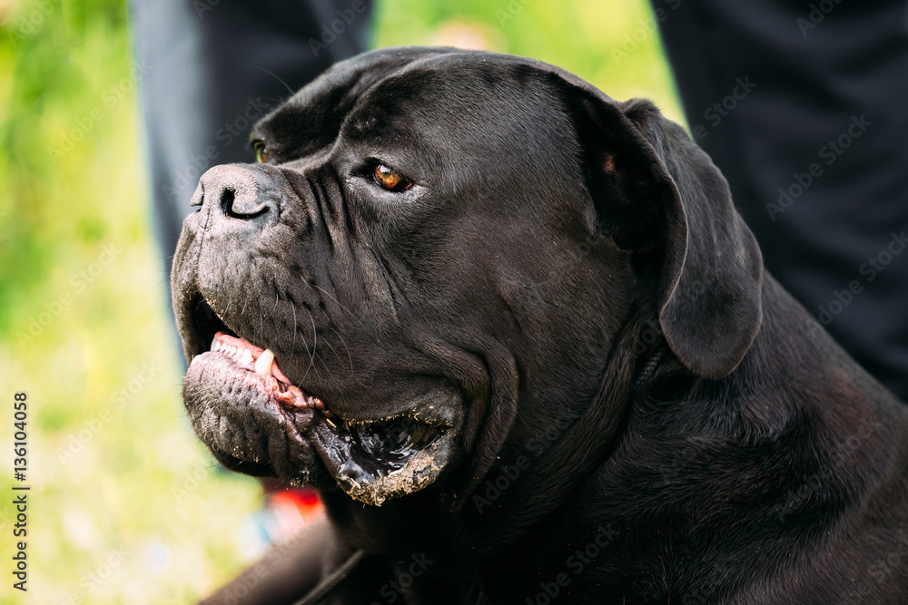 Big Cane Corso Mastiff