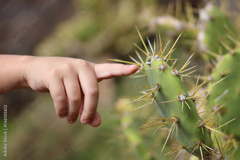 Pincharse con un cactus Stock Photo | Adobe Stock