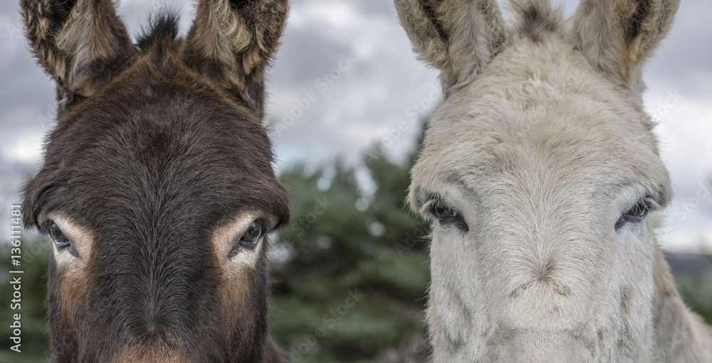 Donkey eyes Stock Photo | Adobe Stock