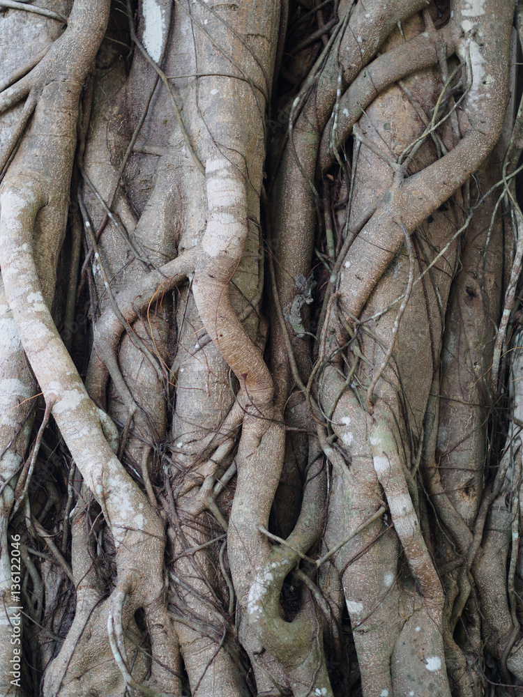 Poster Banyan Tree root texture background – Wall Art | UkPosters