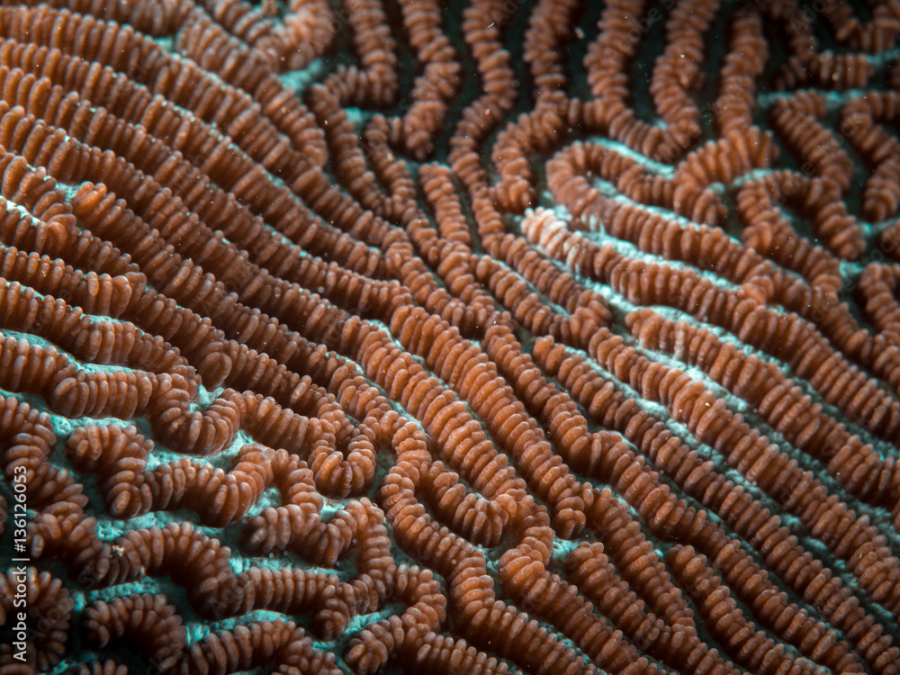 Coral Reef Texture, Macro Stock Photo | Adobe Stock