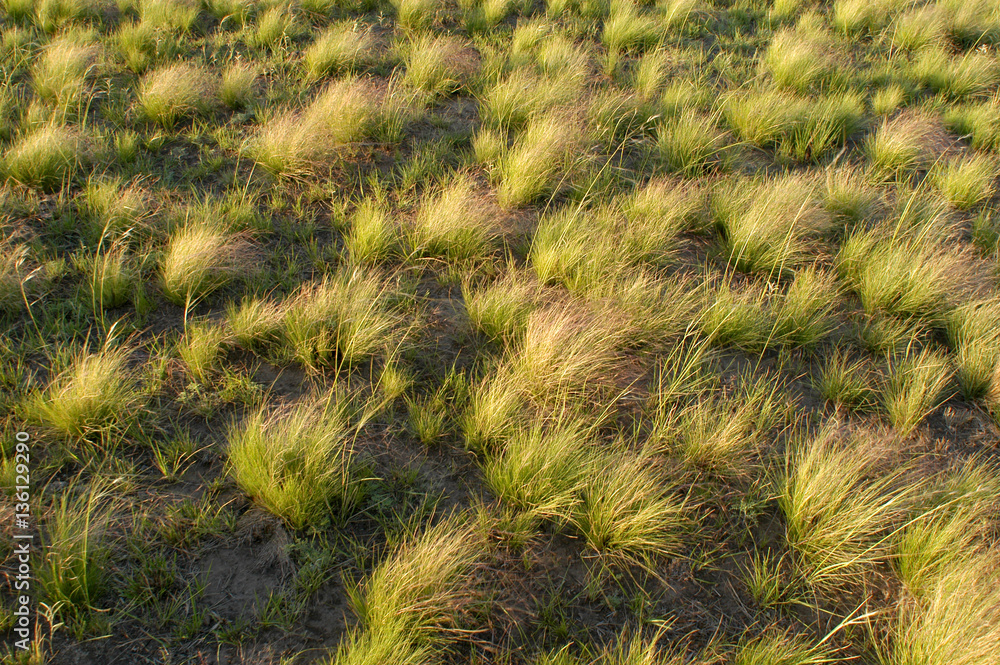 Paisajes de la pampa humeda, campos, argentina Stock Photo | Adobe Stock