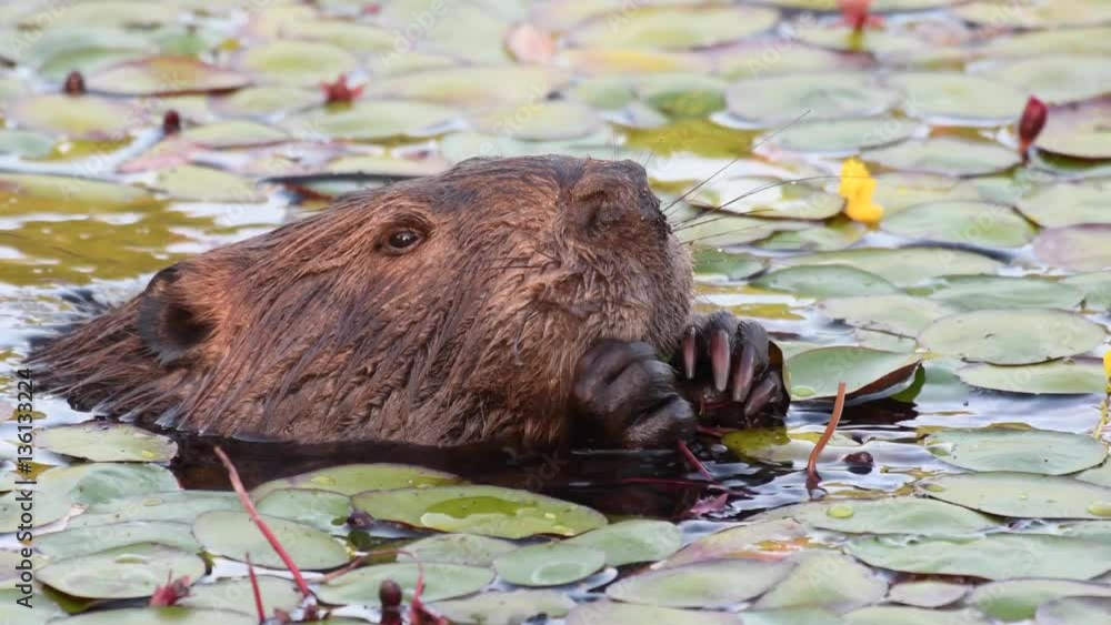 Wild North American Beaver feeds on aquatic plants in a pond in the ...