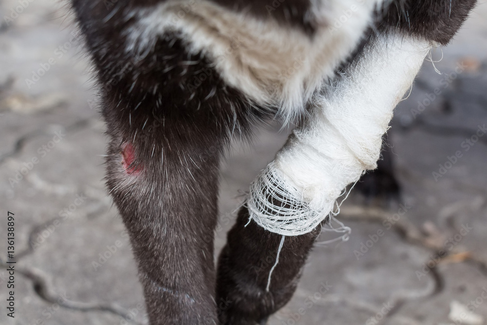 Wound on dog paw Stock Photo | Adobe Stock