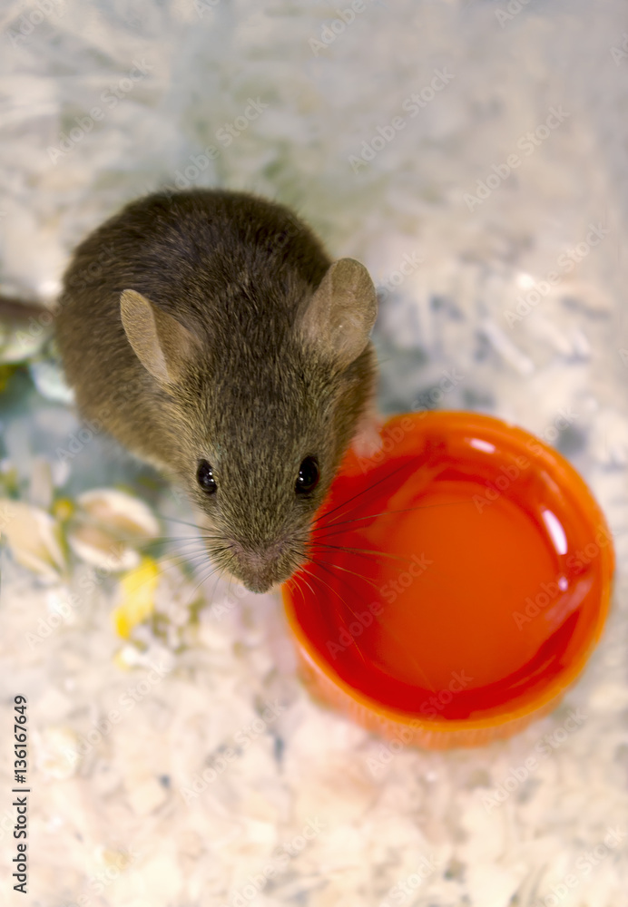 Little gray mouse sitting around a bowl of water, drinking water Stock ...
