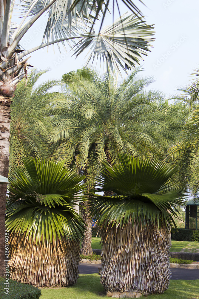 Unusual palm trees Stock Photo | Adobe Stock