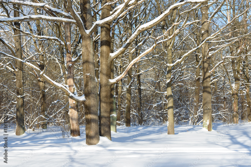 Winter oak forest landscape. Oak tree trunks and branches covered with ...