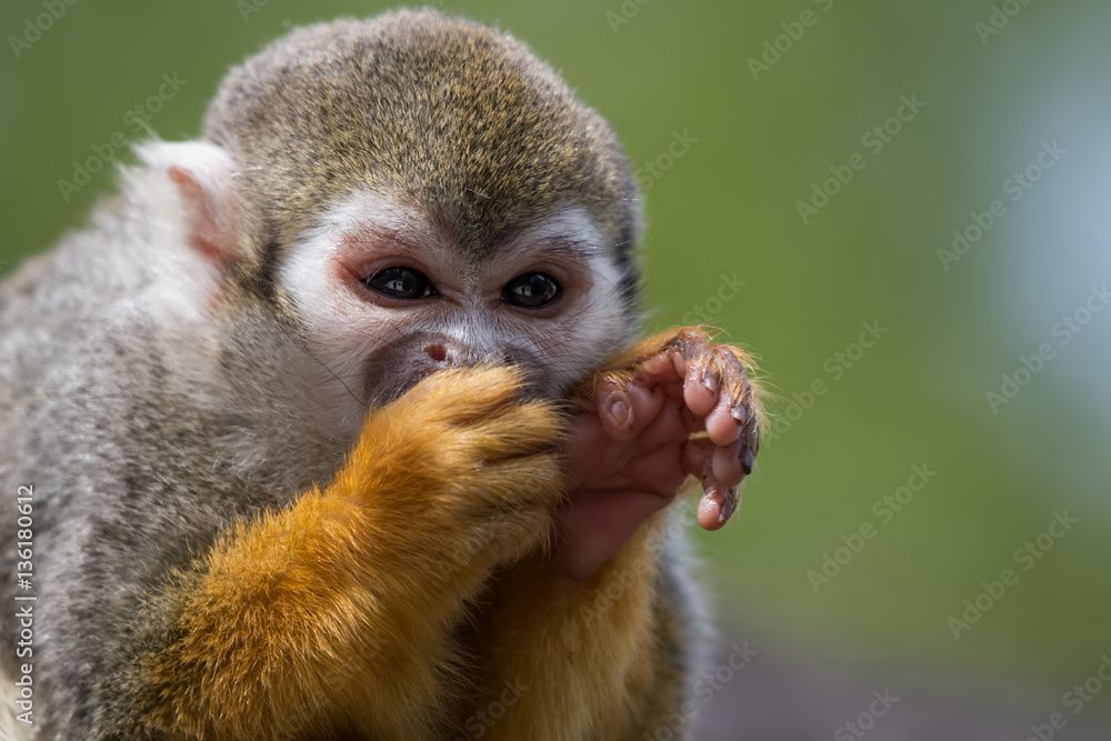 Sapajou jaune Photos | Adobe Stock