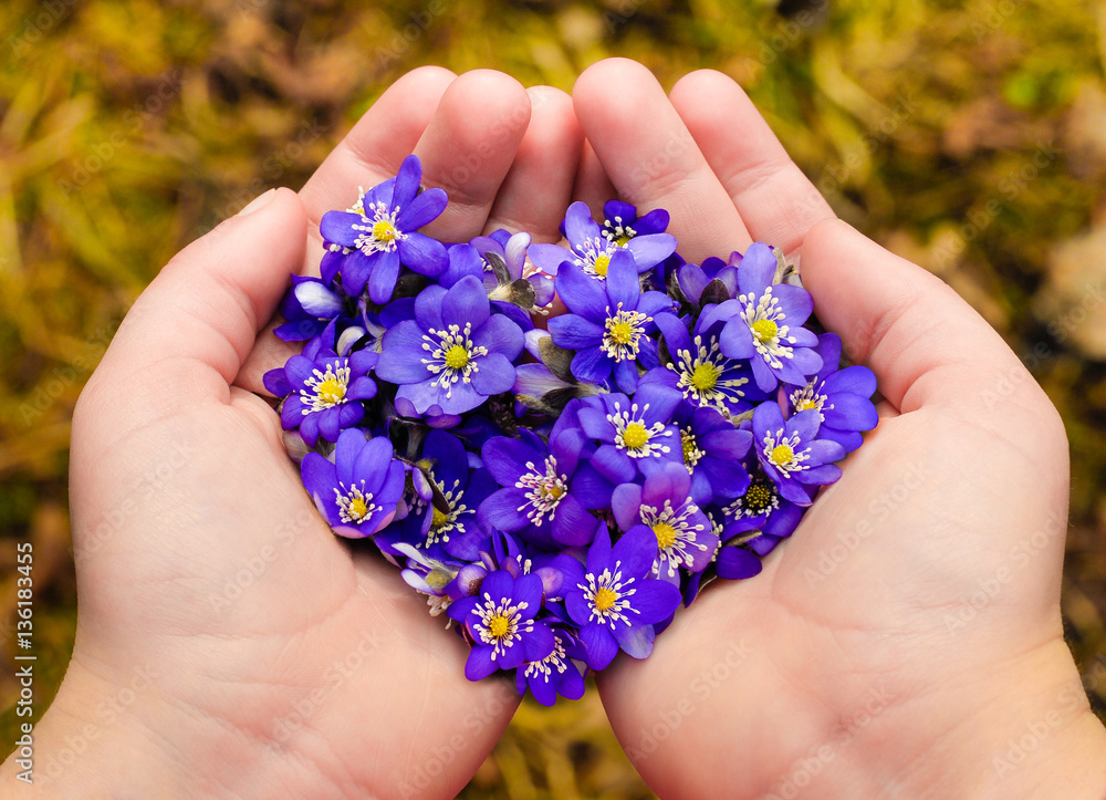 Girl's hands holding violet flowers in heart shape Stock Photo | Adobe ...