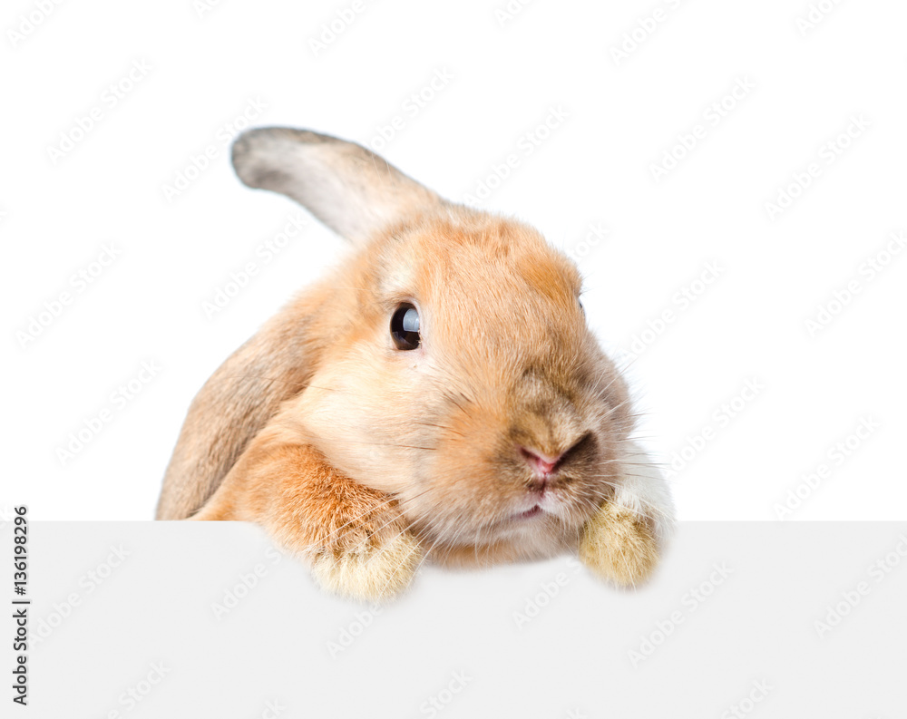 Rabbit looking over a signboard. Isolated on white background Stock ...