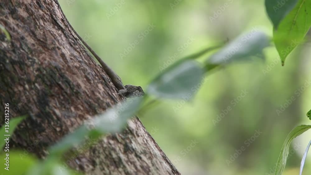 Swinhoe's Japalura in tree, Japalura swinhonis, is a lizard species ...