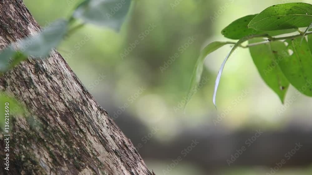 Swinhoe's Japalura in tree, Japalura swinhonis, is a lizard species ...