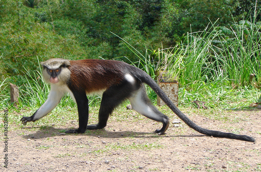 Mona Monkey in Grenada, the Caribbean Stock Photo | Adobe Stock