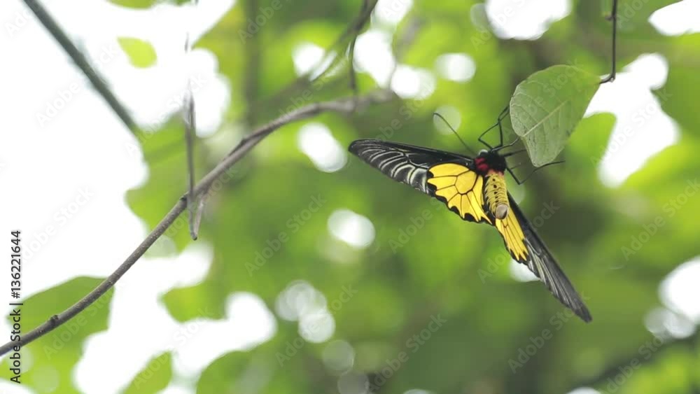 Female Golden Birdwing wildlife in the mountain Taiwan, Troides aeacus ...