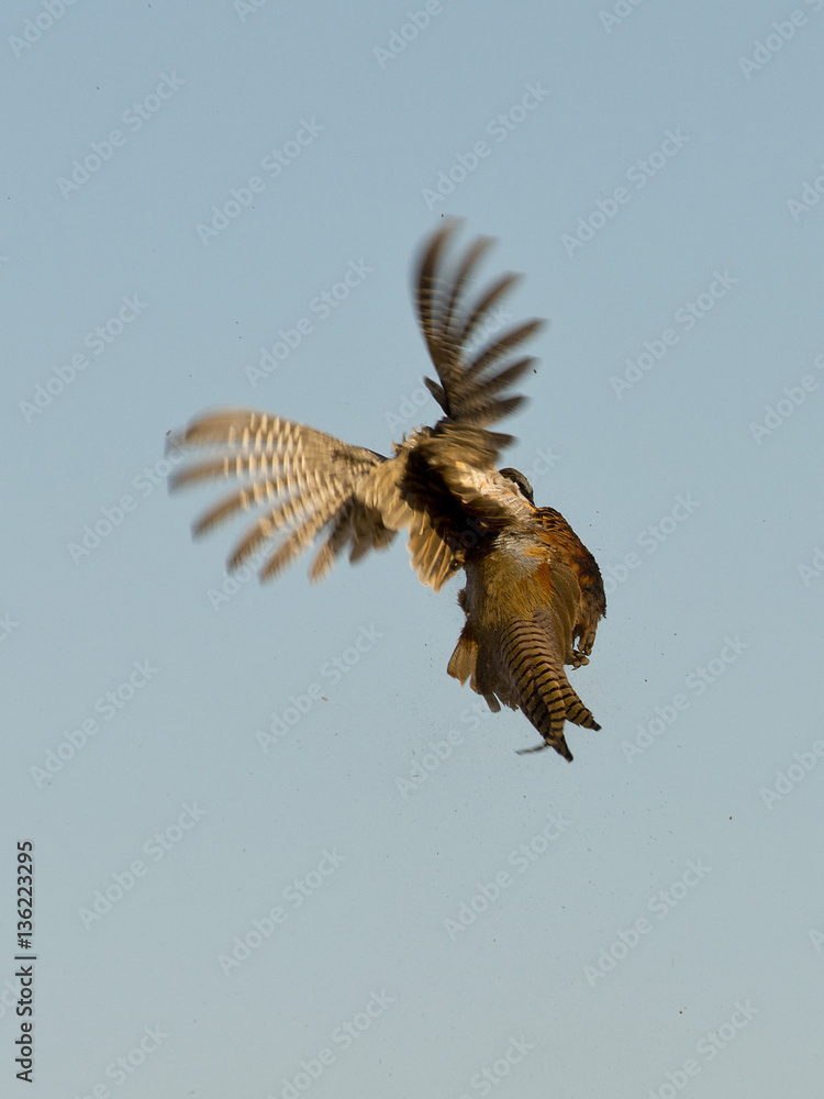 Flying Rooster Pheasant Stock Photo | Adobe Stock