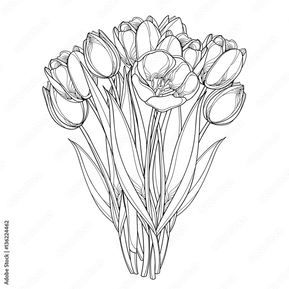 Vector bouquet with outline tulips flowers isolated on white. Template ...