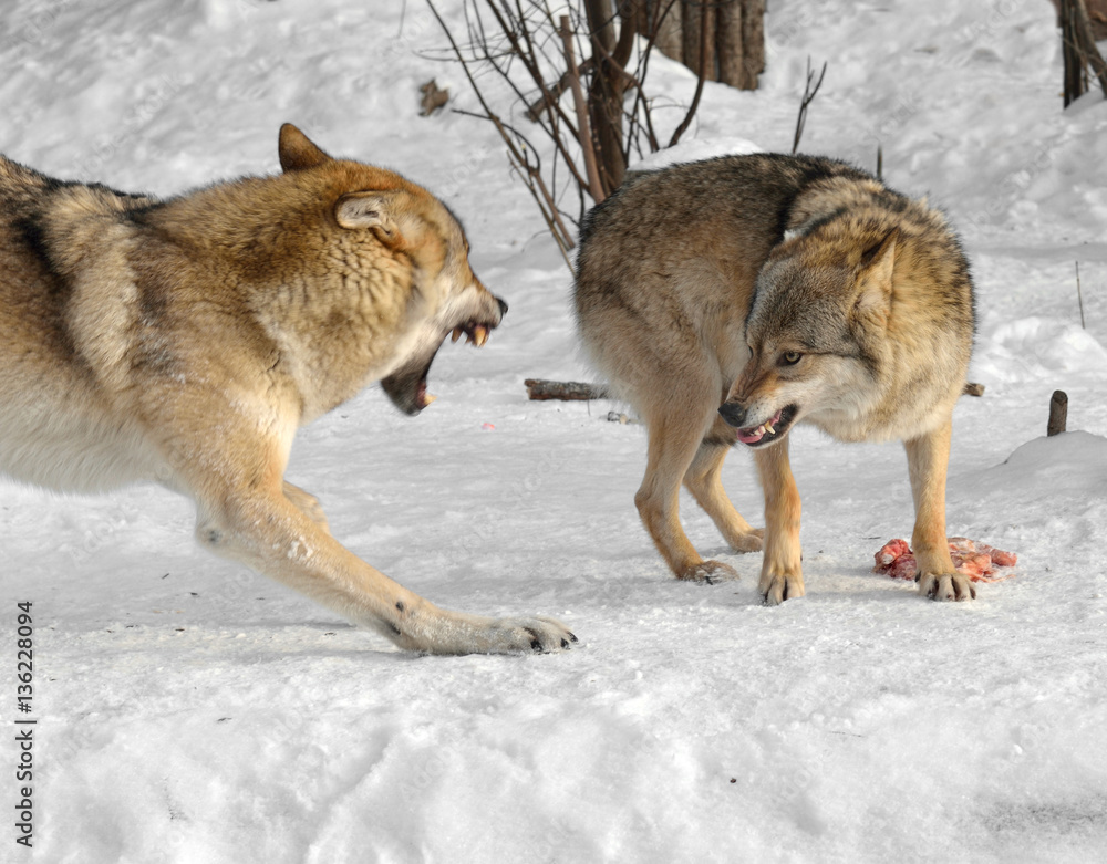 Wolves Fighting Over Food