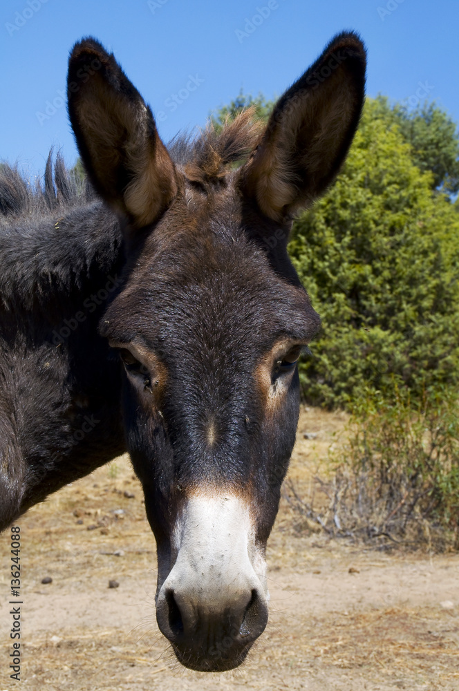 Burro negro mirando Stock Photo | Adobe Stock