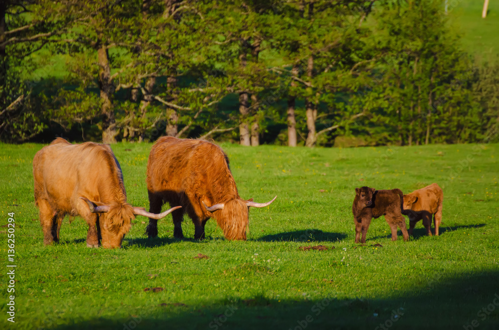 Scotland highland hairy red cows with calfs grazing at the green summer ...