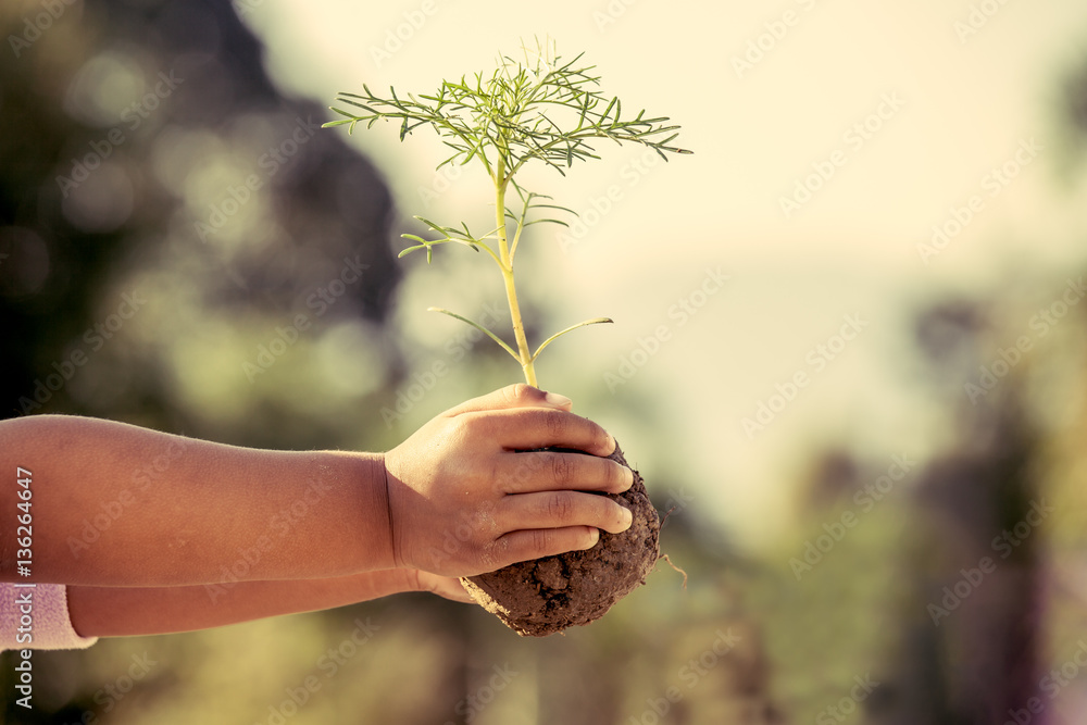 little girl hand holding young tree for prepare plant on ground Stock ...