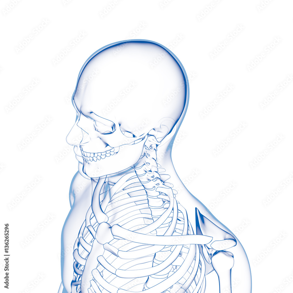 Bones, Human Head Skeleton Stock Illustration | Adobe Stock