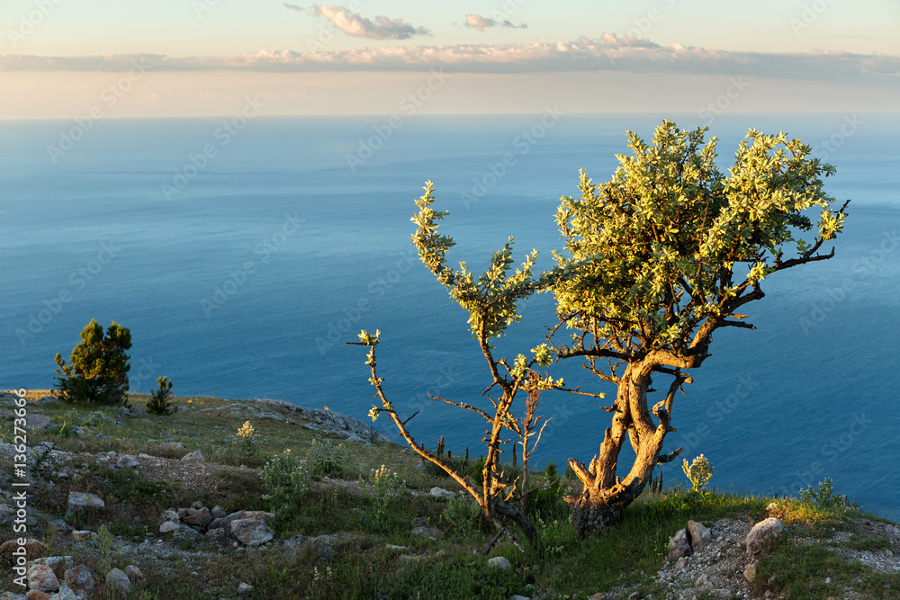 Lonely tree background of the Black Sea at sunrise on top of mountain ...