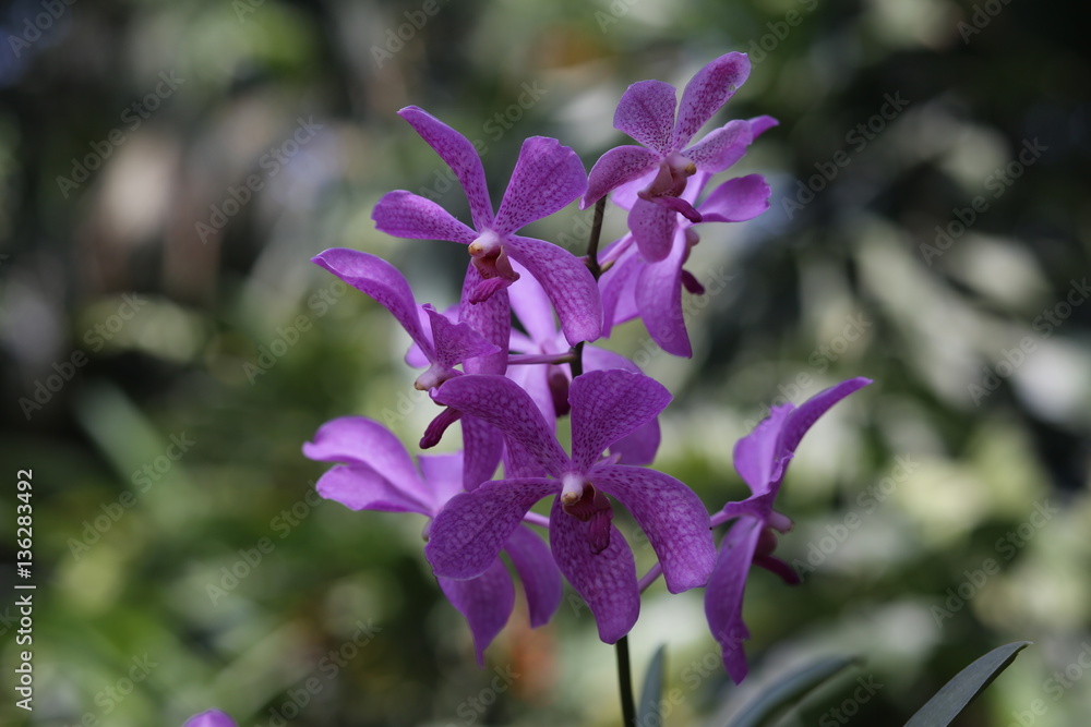 Exotic flowers in a natural environment Stock Photo | Adobe Stock