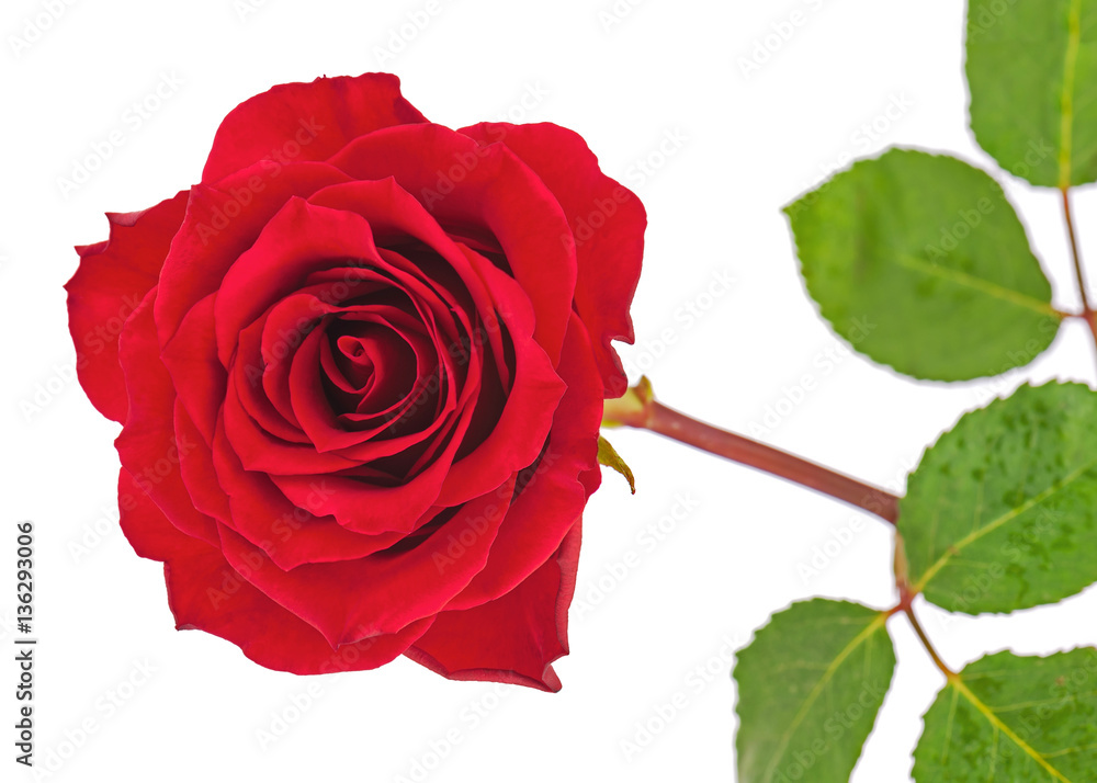 Red rose with leaves isolated on white background. Closeup. Stock Photo ...