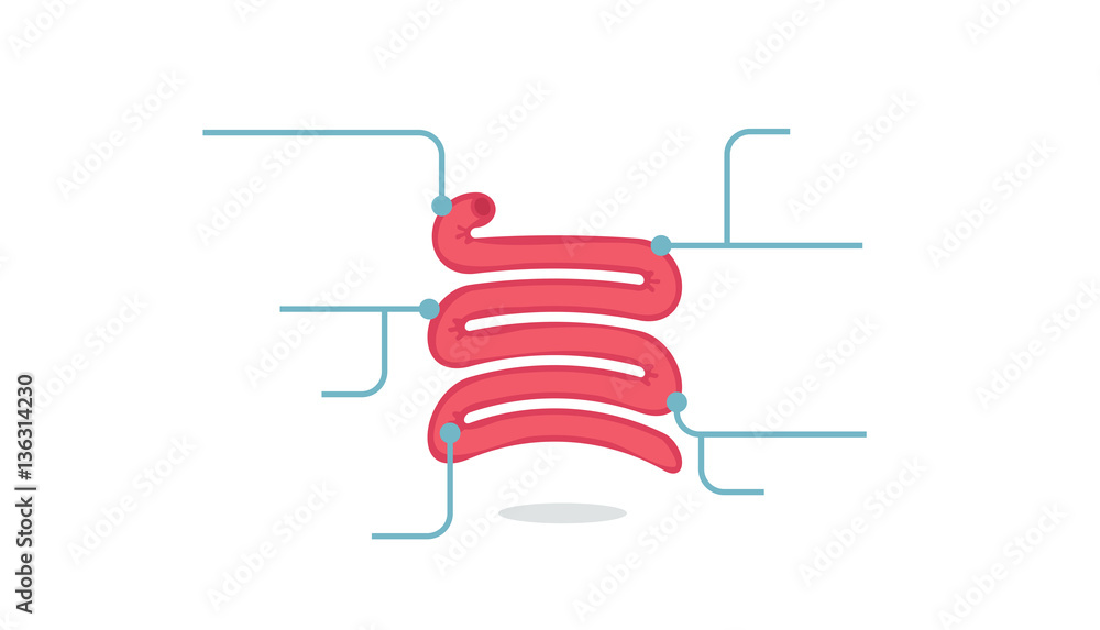 Small intestine vector illustration Stock Vector | Adobe Stock