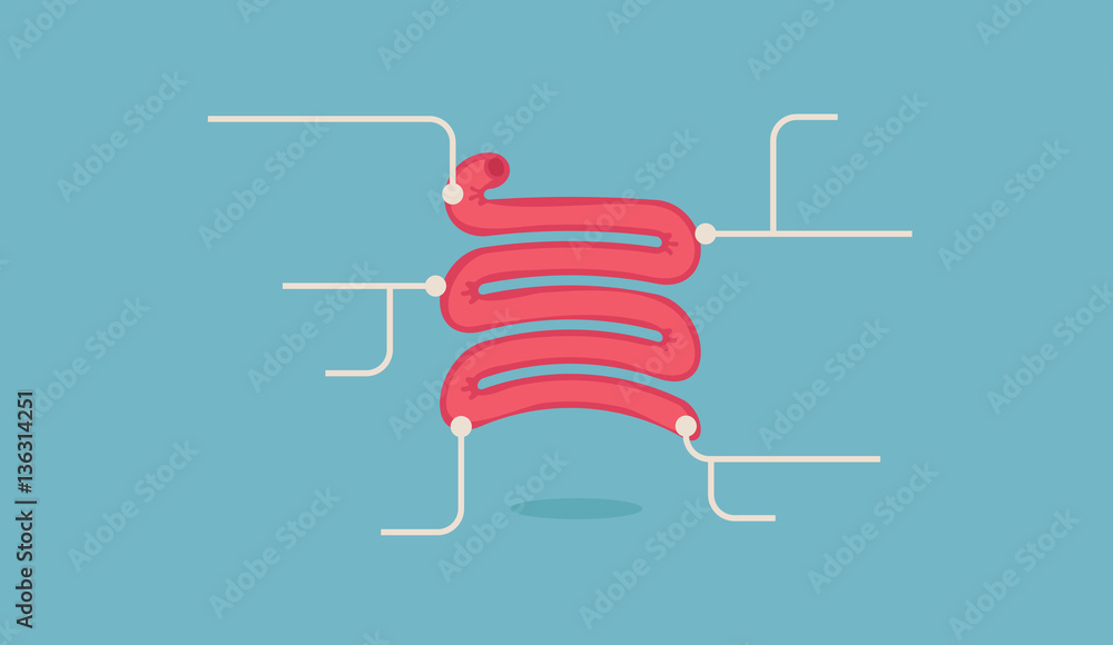 Small intestine vector illustration Stock Vector | Adobe Stock
