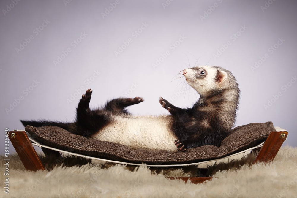 Laying ferret on sofa in studio with fur Stock Photo | Adobe Stock