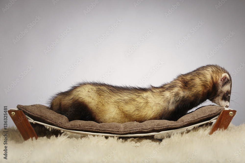 Standard color ferret on sofa in studio with fur Stock Photo | Adobe Stock