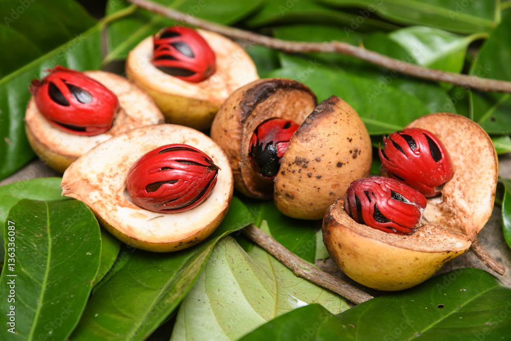 Nutmeg Tree In Kerala