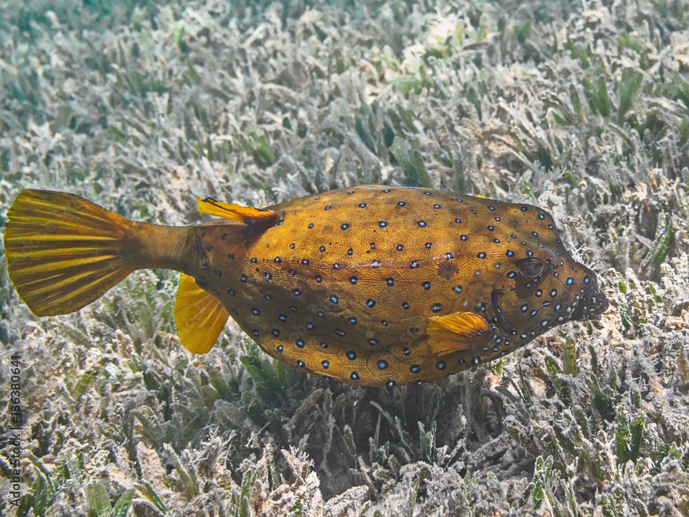 Cubicus Boxfish