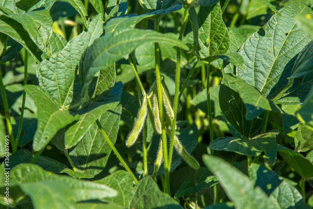 soja Stock Photo | Adobe Stock