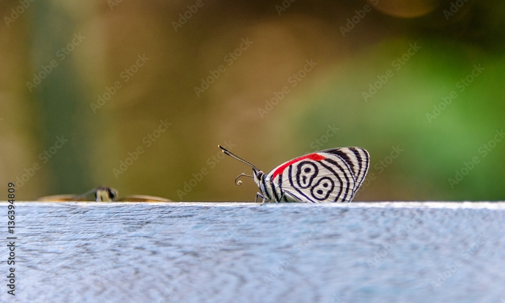 Diaethria anna, the Anna's eighty-eight, a butterfly living in wet ...